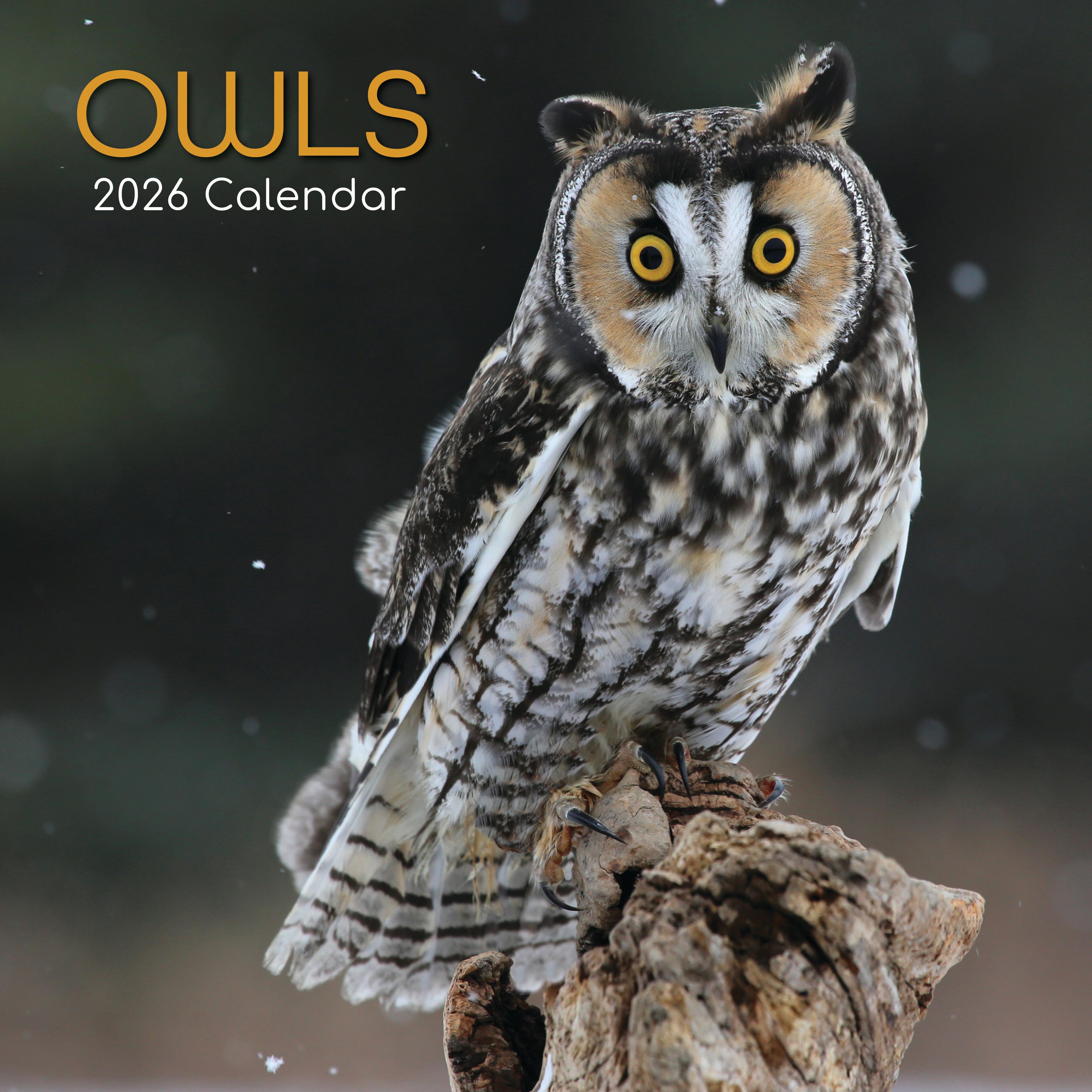 2026 Owls - Square Wall Calendar