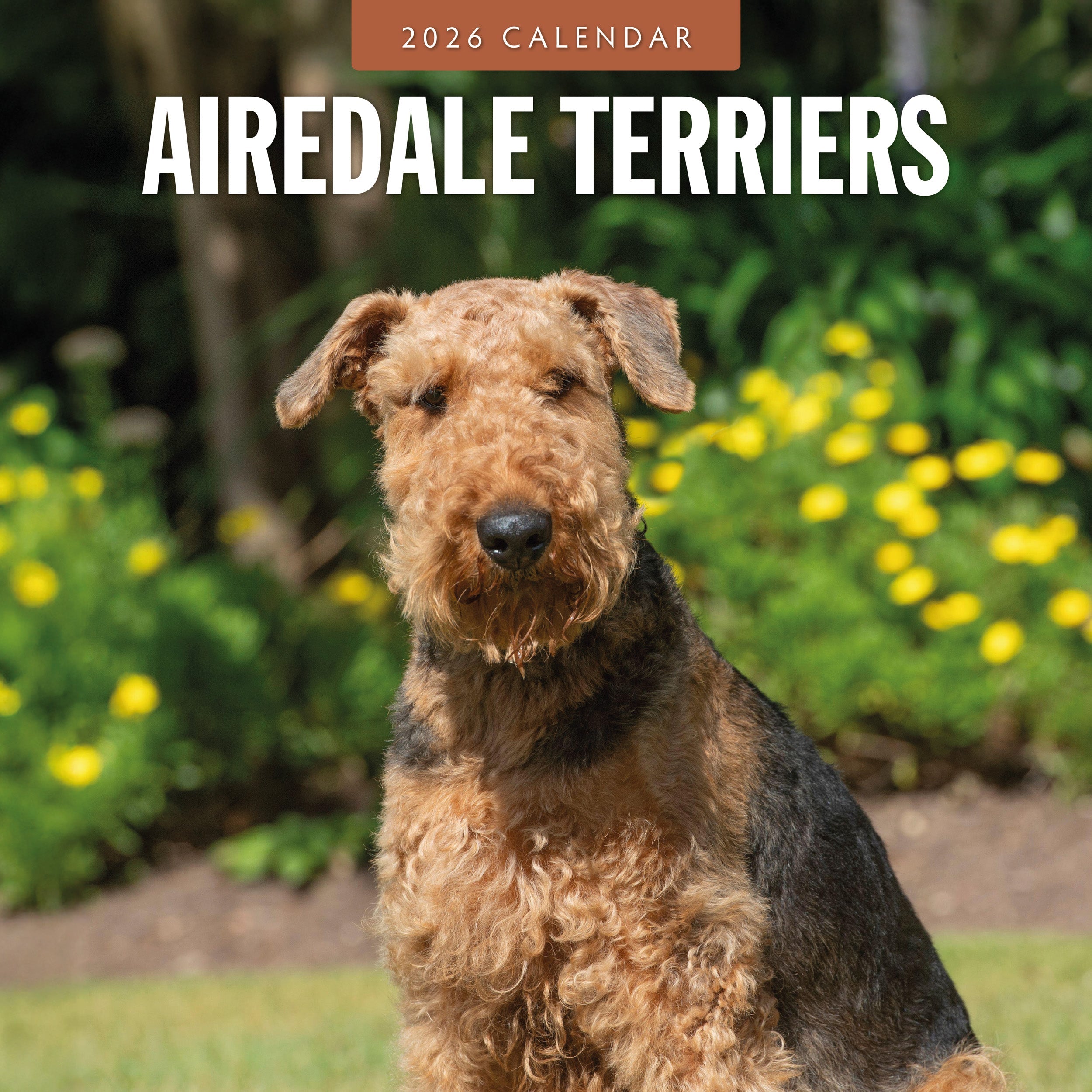 2026 Airedale Terriers - Square Wall Calendar