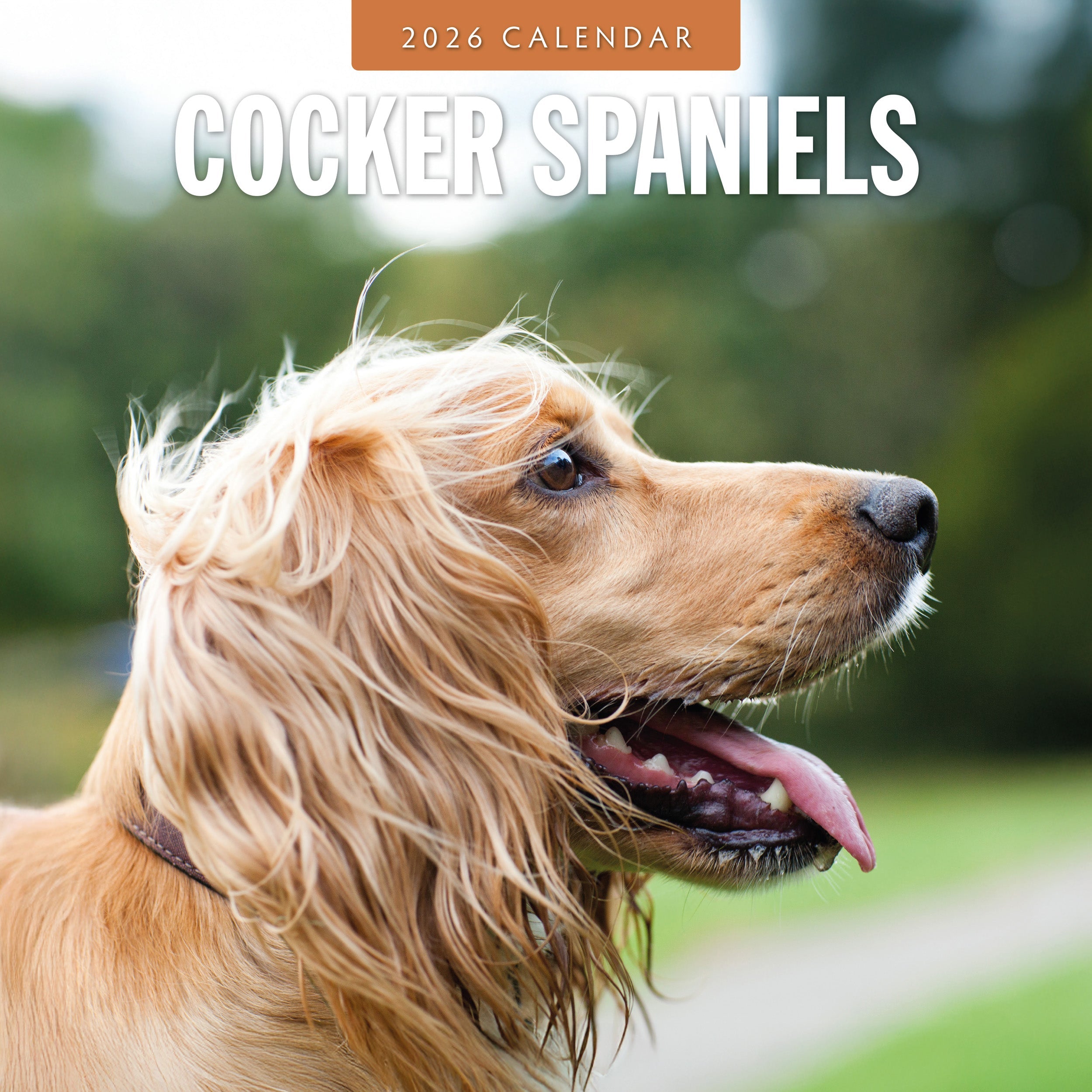 2026 Cocker Spaniels - Square Wall Calendar