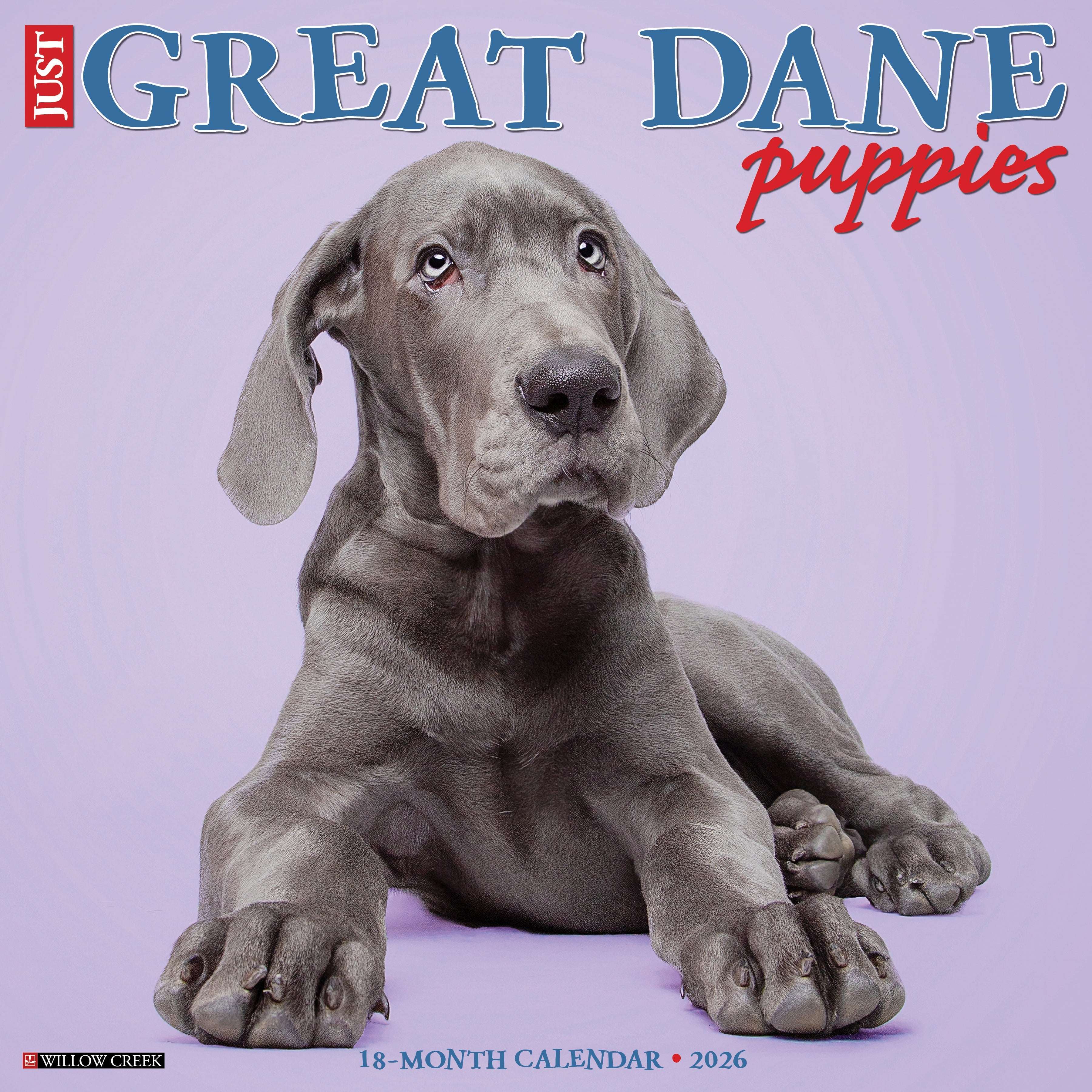 2026 Great Dane Puppies - Square Wall