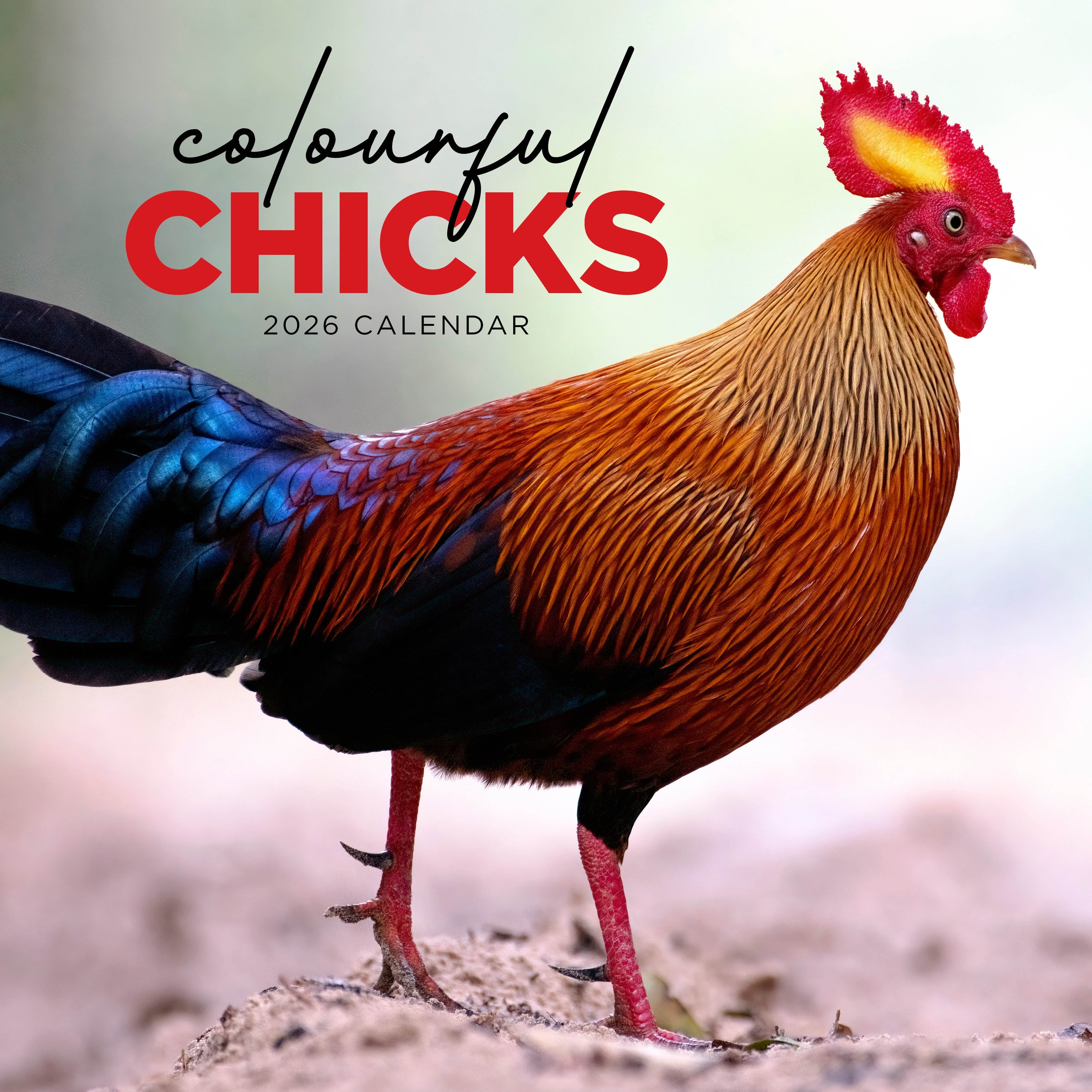 2026 Colourful Chicks - Square Wall Calendar