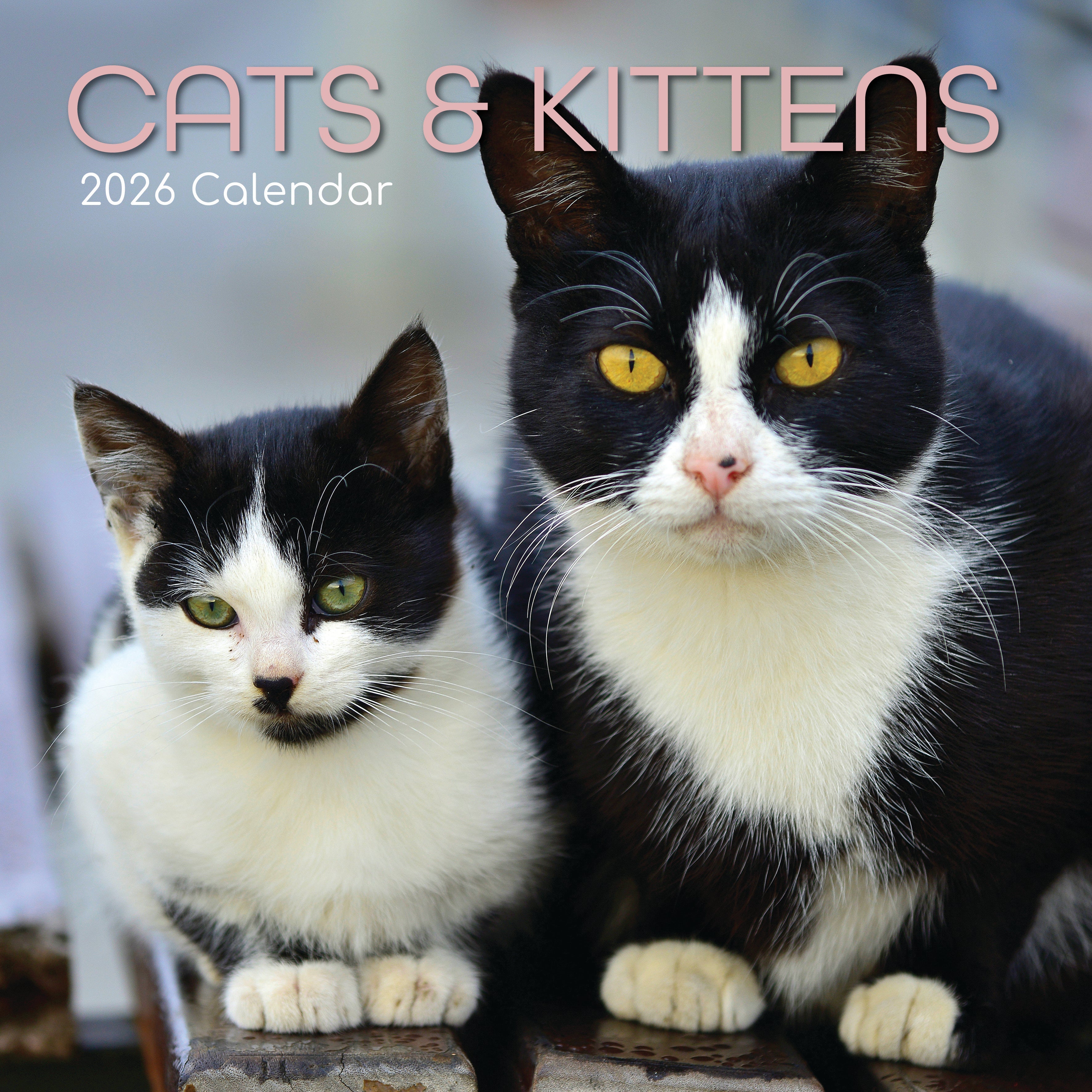 Cat Calendars 2026 - Get Your Perfect Cat Calendar Today - page- 2